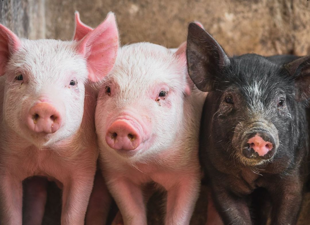 Nuestros productos - Setna